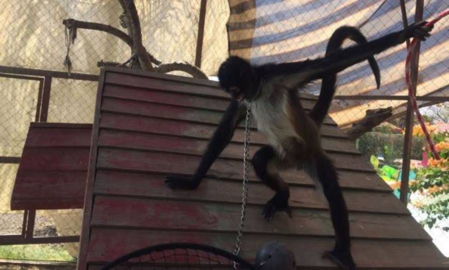 Rescatan a una hembra mono araña en condiciones deplorables en Morelos ...