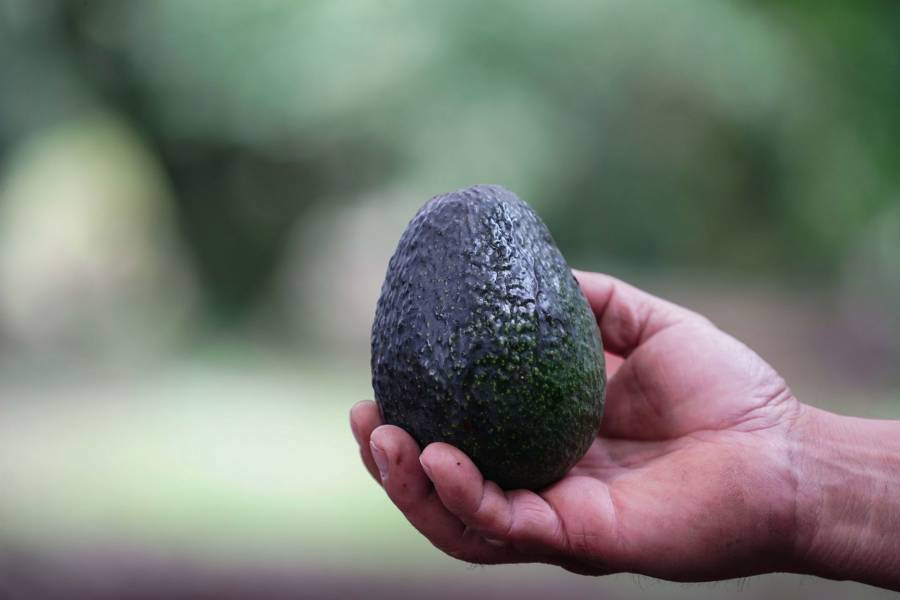 ANPEC denuncia aumento del 40% en el precio del aguacate por violencia ...