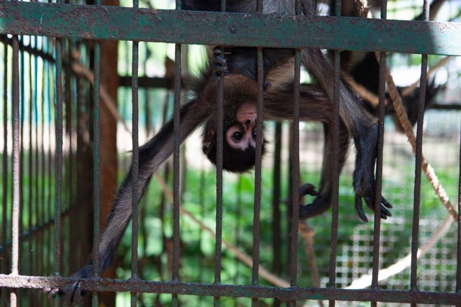 Escapan tres monos de laboratorio tras el vuelco de un camión en ...